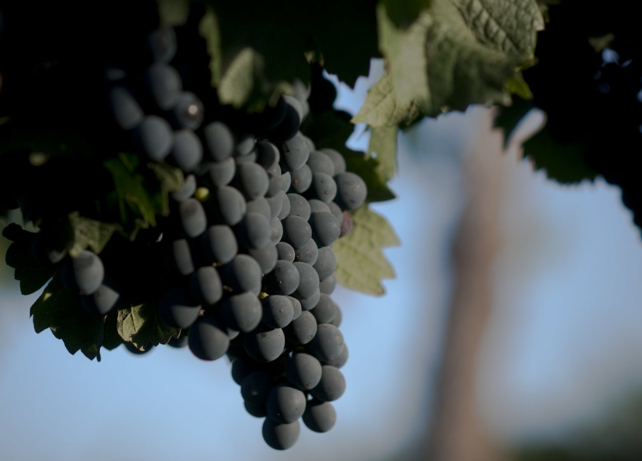 CHEERS TO THE MALBEC WORLD DAY!!! - Great Wine Capitals