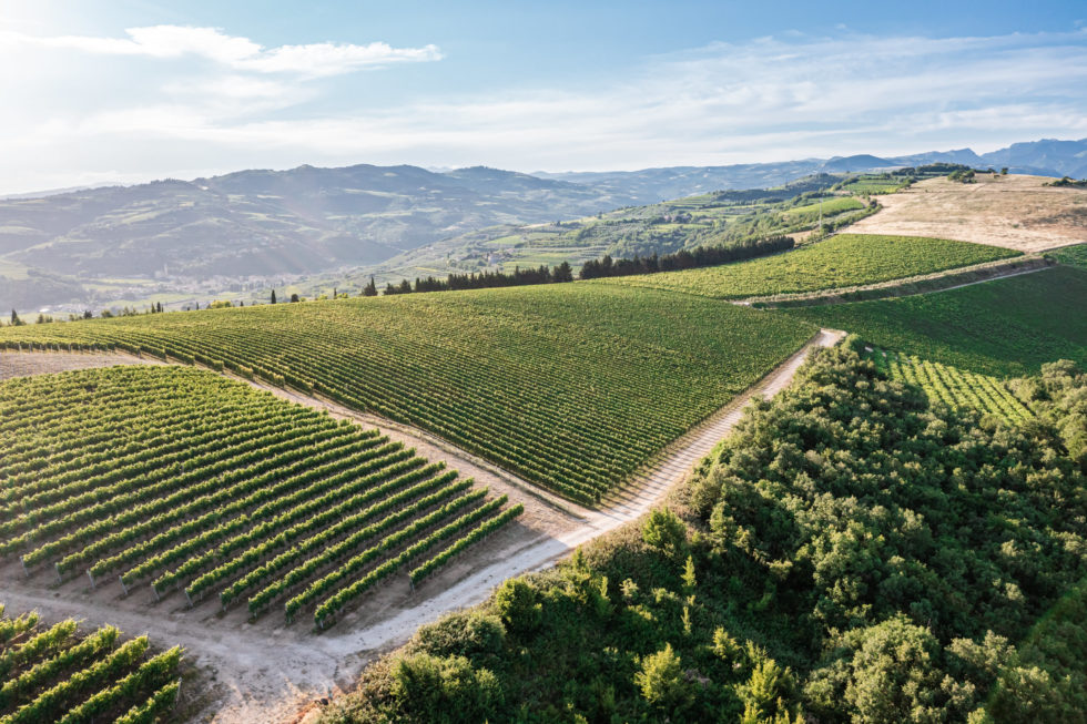 Pasqua Vigneti e Cantine - Great Wine Capitals
